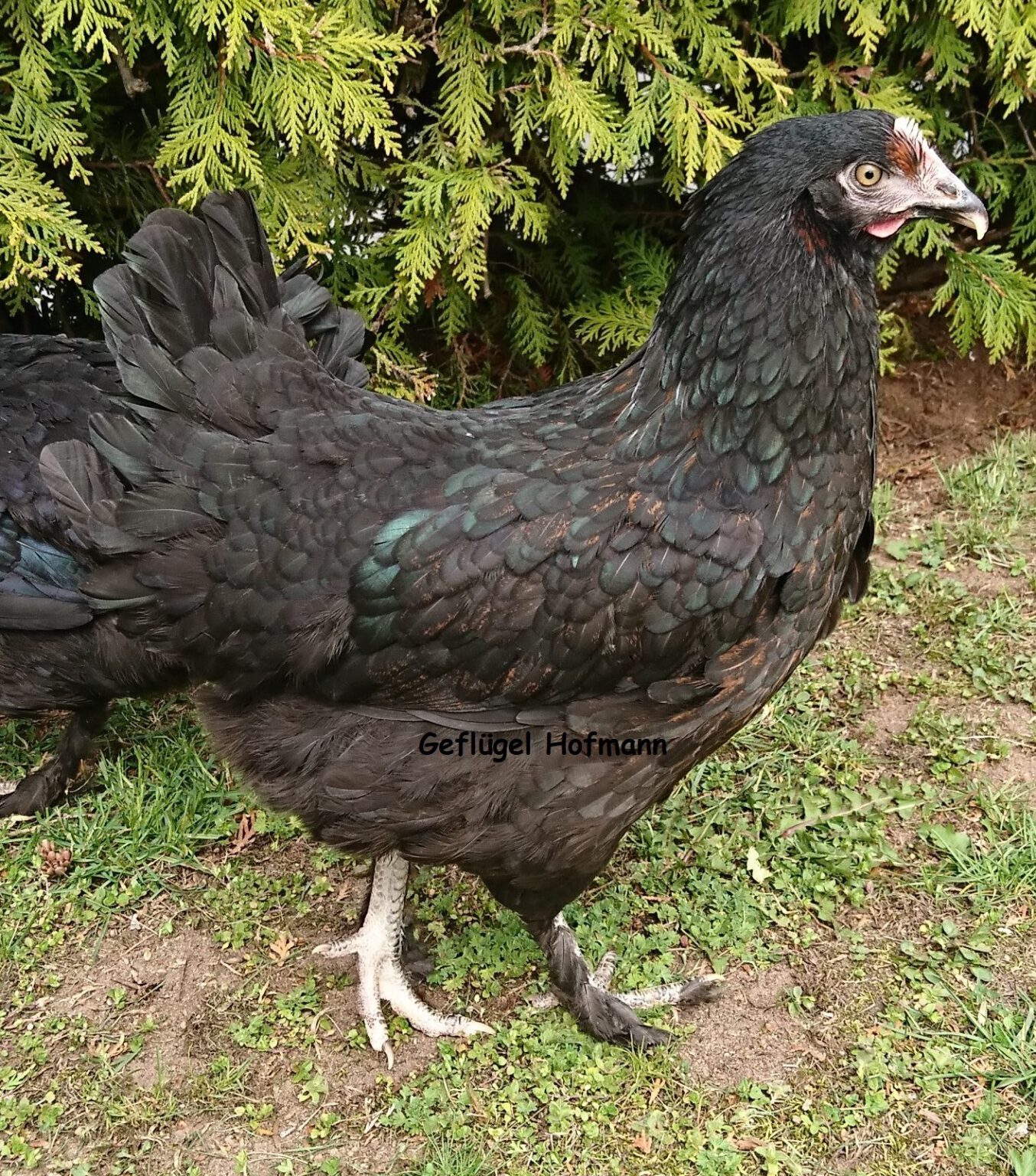 Hühner – Gefluegelhof Marcus Hofmann