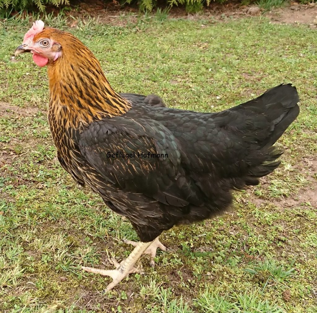Hühner – Gefluegelhof Marcus Hofmann
