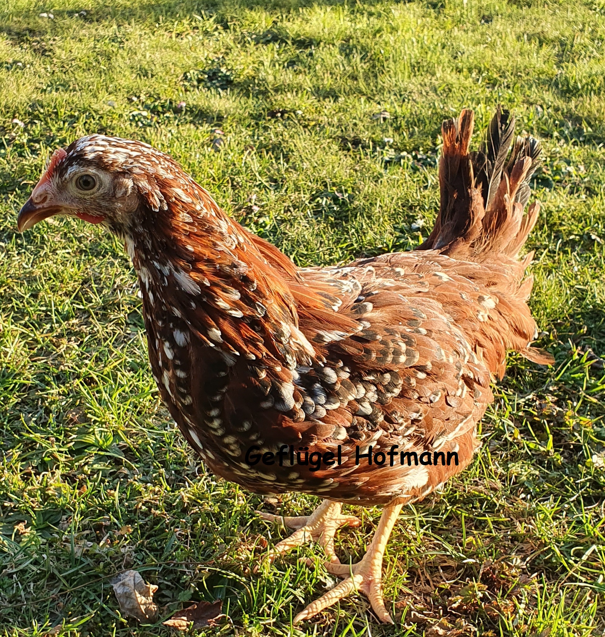 Hühner – Gefluegelhof Marcus Hofmann