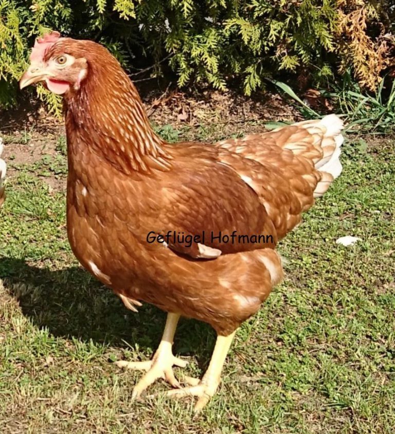 Hühner – Gefluegelhof Marcus Hofmann